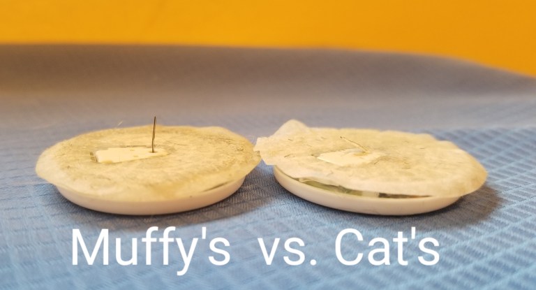 Freestyle Libre Sensors in My Cats – Feline Disease Management