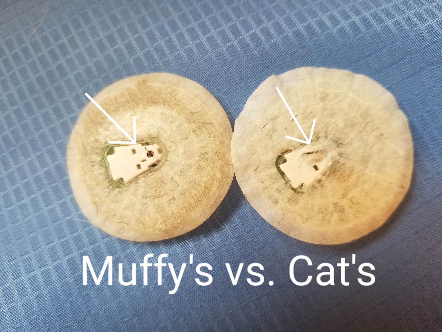 Freestyle Libre Sensors in My Cats – Feline Disease Management