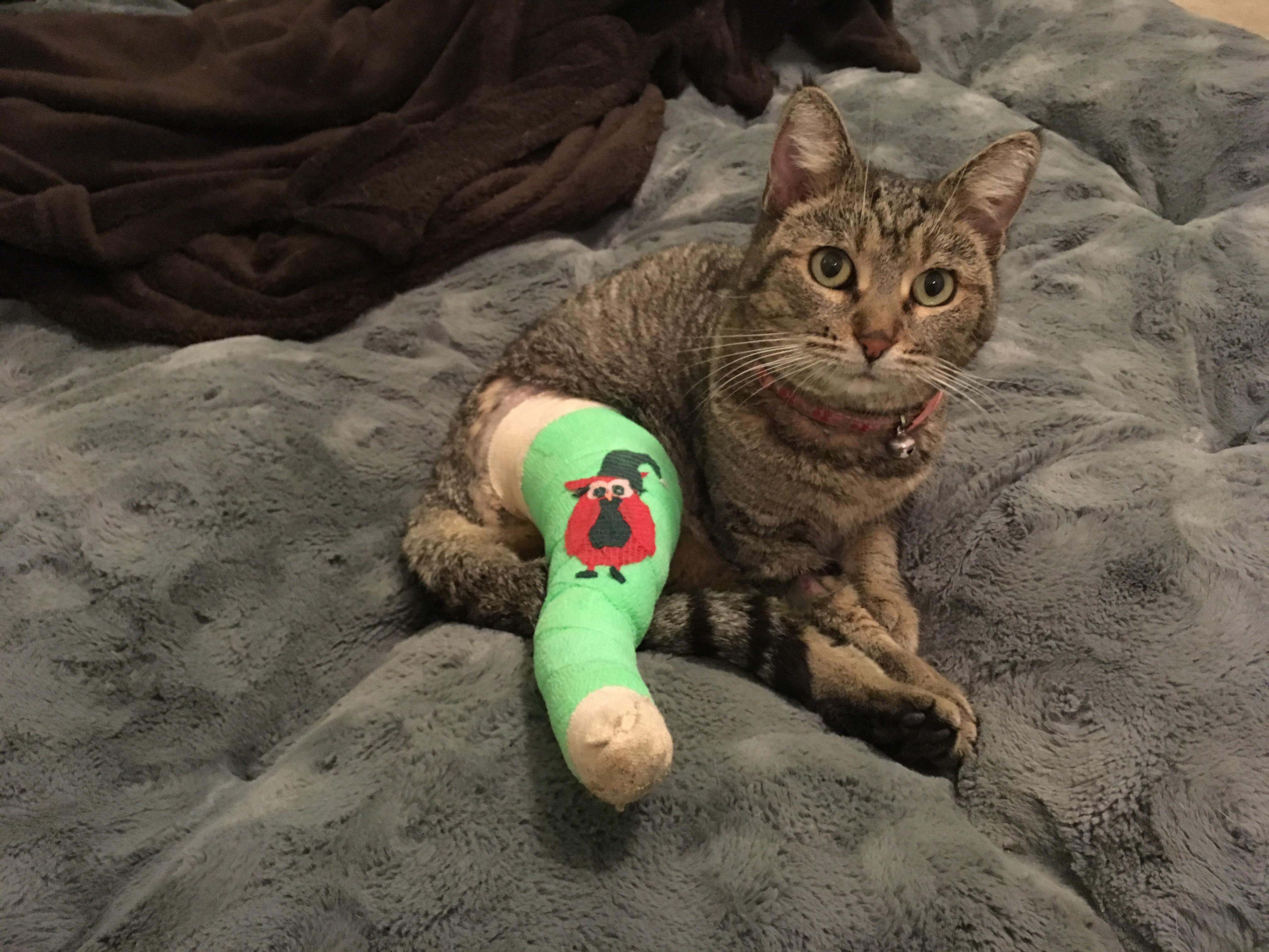 Cones, Wraps, and Other Protective Gear – Feline Disease Management