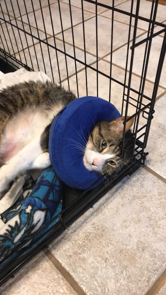 Cones, Wraps, and Other Protective Gear – Feline Disease Management
