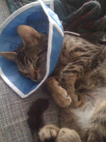 Cones, Wraps, and Other Protective Gear – Feline Disease Management