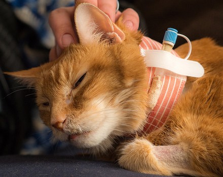 Feeding Tubes – Feline Disease Management