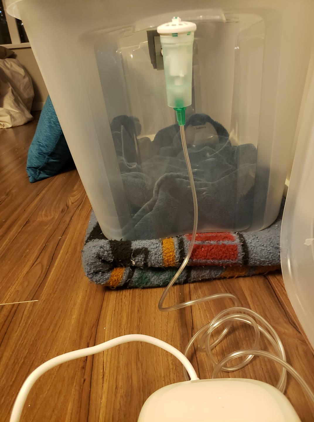 Nebulizers and Oxygen Chambers – Feline Disease Management