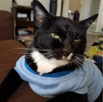 Freestyle Libre Sensors in My Cats – Feline Disease Management